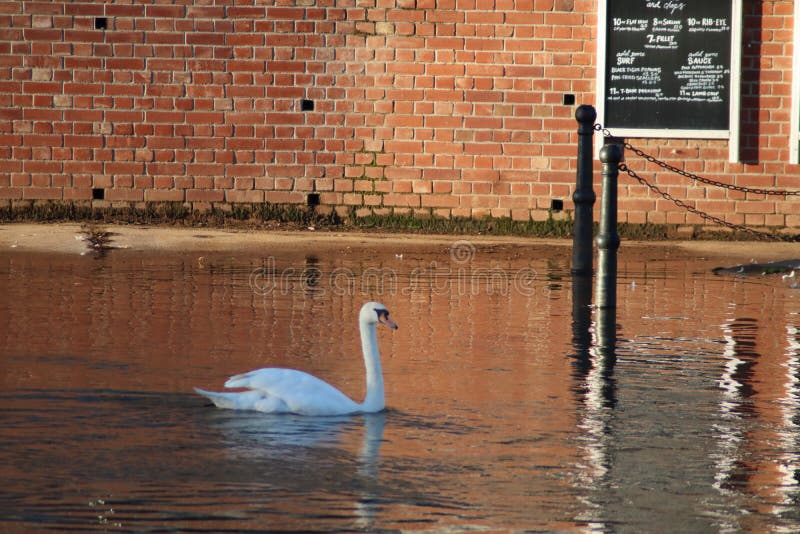 A lone mute swan swimming. stock image. Image of devon - 233594265