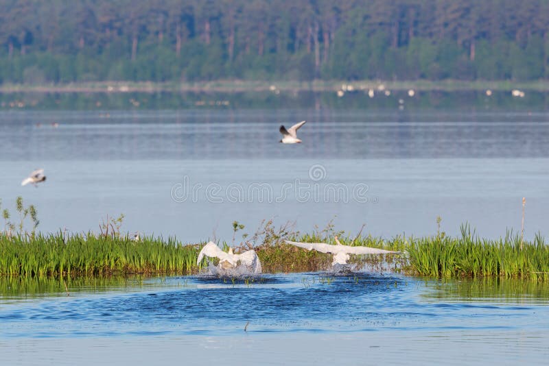 Mute Swan take off stock image. Image of surf, blue, nature - 53145435