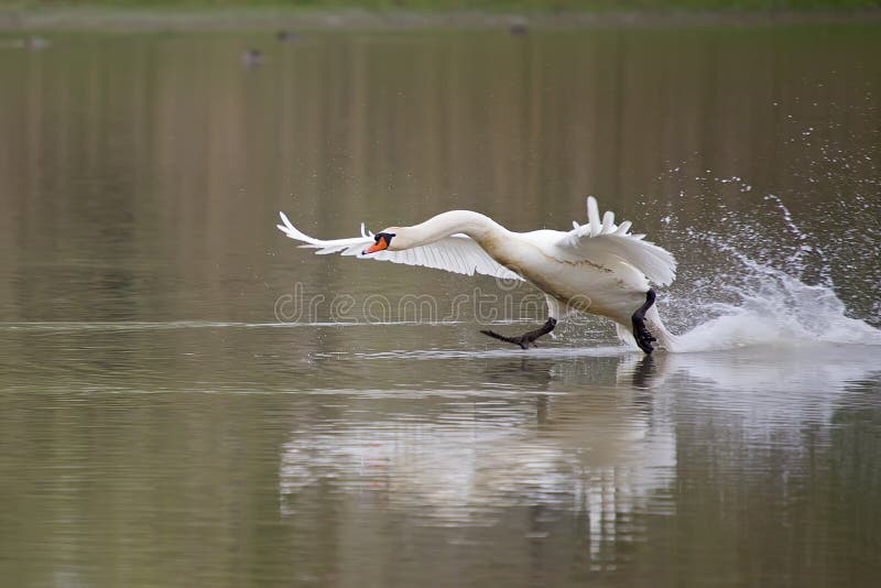 Mute Swan Take-Off stock photo. Image of nature, river - 5088884