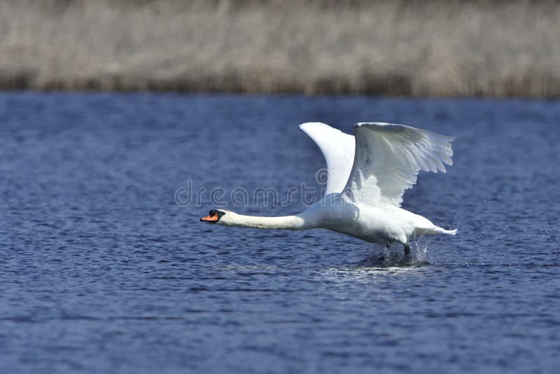 Mute swan stock image. Image of flight, waterbird, lake - 69847785