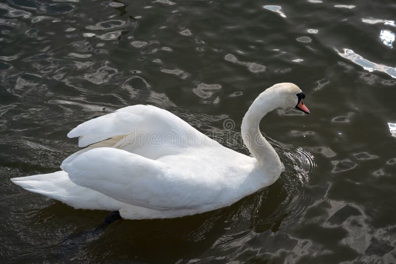 Swan on Tilgate Park Lake in Crawley Stock Image - Image of ornithology ...