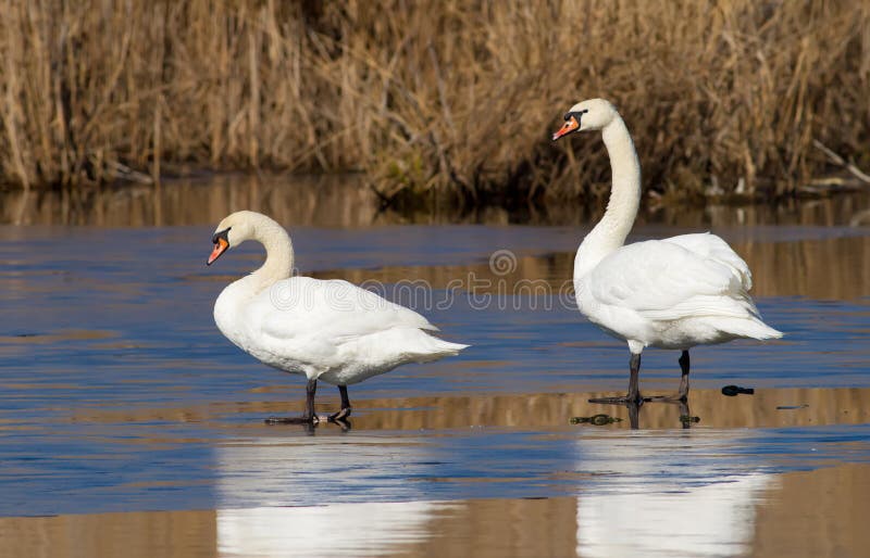Mute Swan. Two Birds Stand on Ice Stock Image - Image of olor, animals ...