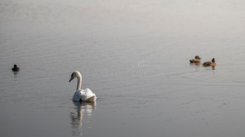Mute Swan Wading in a Deep Lake Stock Image - Image of nature, beak ...