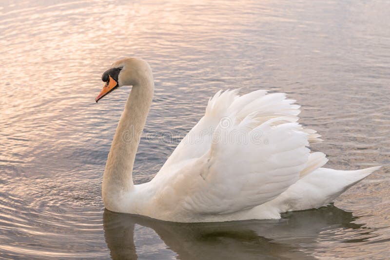 Mute Swan - Warm Evening Light Stock Image - Image of great, bathed ...