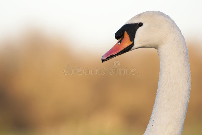 Mute swan stock photo. Image of animals, lake, neck, feather - 47933012