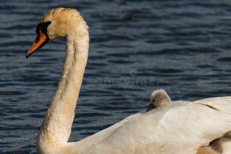 Mute Swan with young birds stock image. Image of waterfowl - 97139285