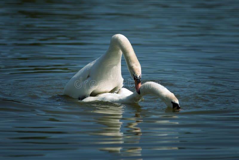 Giraffes mating stock image. Image of mate, african, giraffe - 21048293