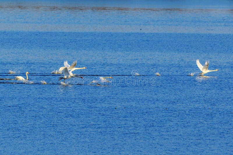 Mute swans in flight stock image. Image of bird, flight - 24832359