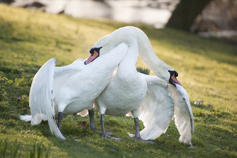 Mute Swans Display Aggressive and Tender Behaviour during Mating Stock ...