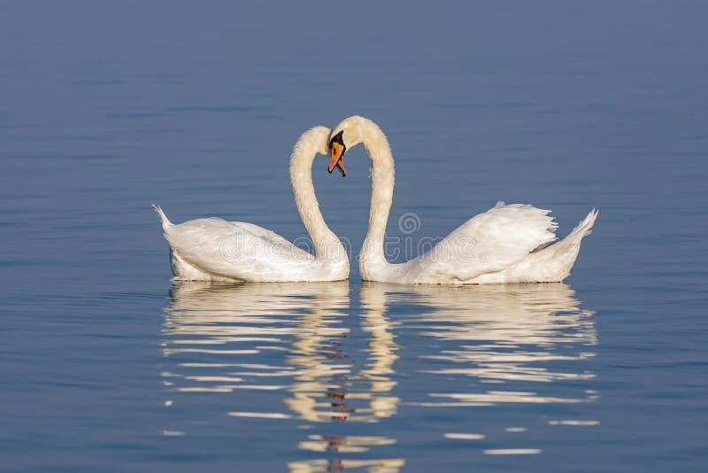 Courtship Rituals Mute Swans Stock Photos - Free & Royalty-Free Stock ...