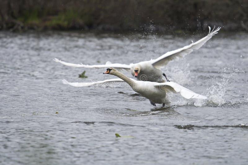Mute swans fighting. stock image. Image of fighting, couple - 65574235