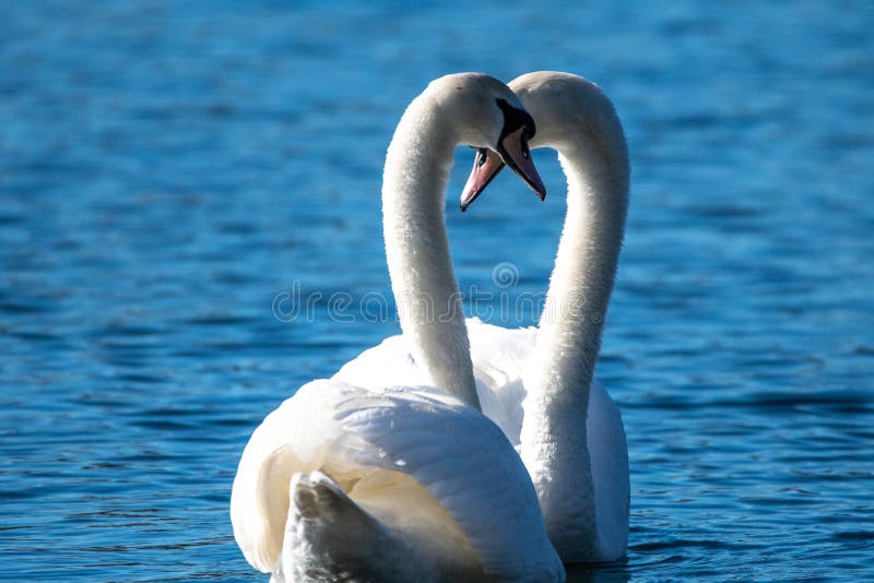 Mute Swans Hugging in the Blue Water Stock Image - Image of blue, water ...