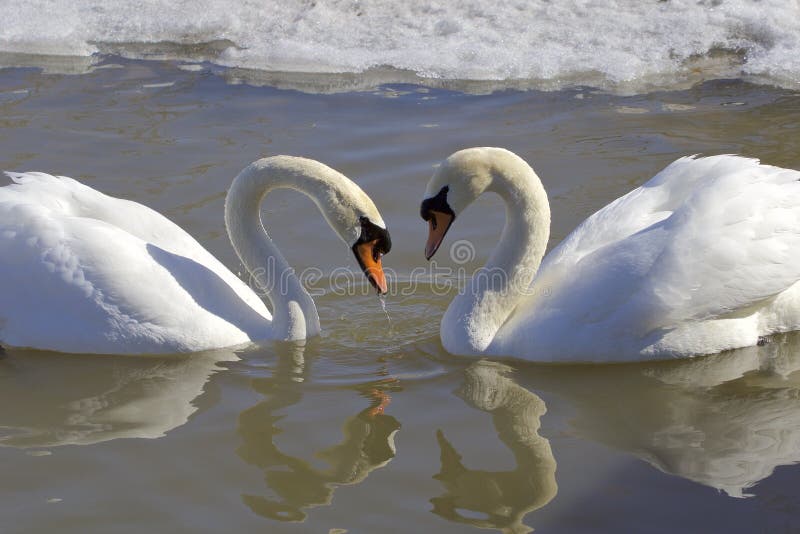 The Mute Swans in Love. the Heart Shape Stock Image - Image of heaviest ...