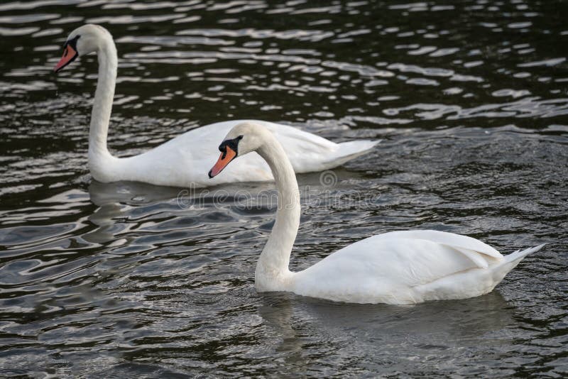 Swans on Tilgate Park Lake in Crawley Stock Photo - Image of swan ...