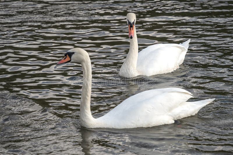 Swans on Tilgate Park Lake in Crawley Stock Image - Image of waterfowl ...