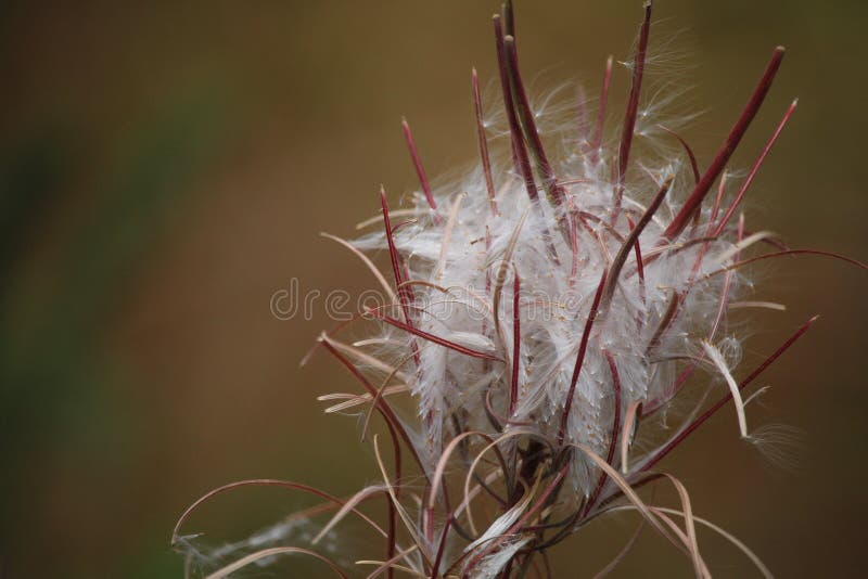 Muted Colors of Fall with Weed Gone To Seed in Forest, Field or Meadow ...