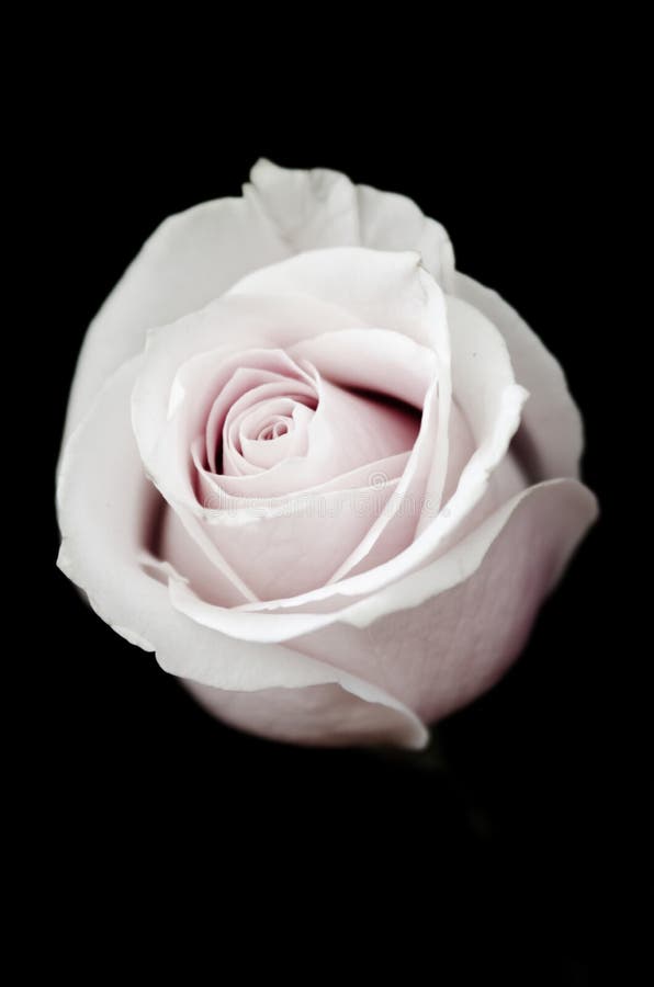 Muted Pink Rose stock photo. Image of beautiful, passion - 78626932