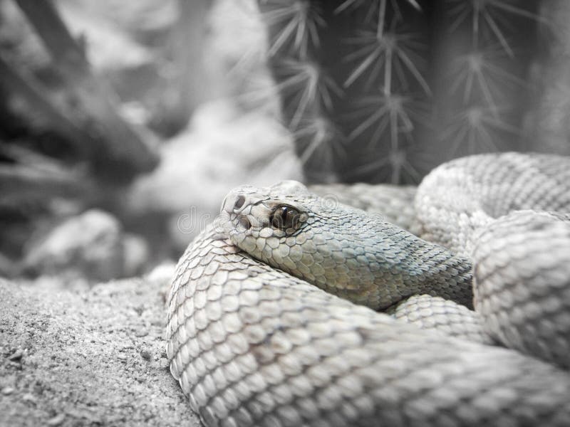 Muted Rattlesnake with Cactus Stock Image - Image of portrait, black ...