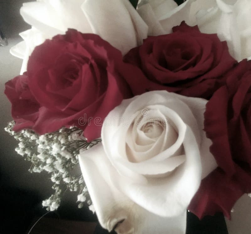 Muted Rose Water Colored Stucco Background Stock Photo - Image of ...