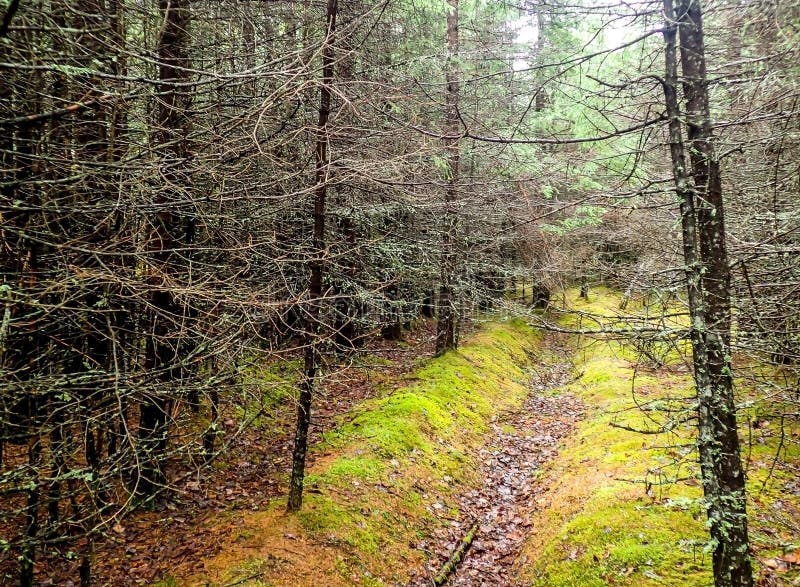 Silver and Green Bare Trees and Path into Forest Stock Image - Image of ...