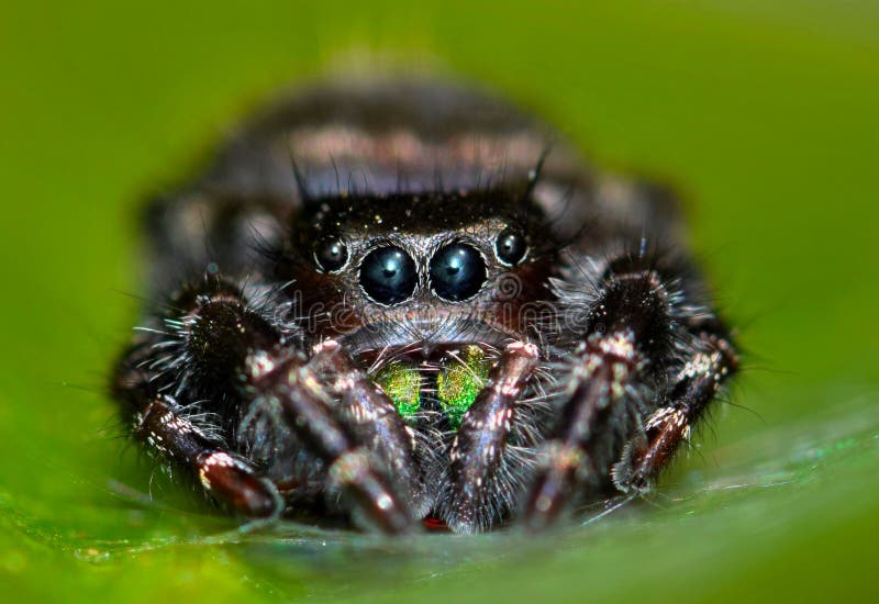 Phidippus-audax Springender Spinnenkopf Stockfoto - Bild von haarig ...