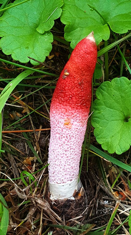 Mutinus caninus mushroom stock photo. Image of countryside - 138263872