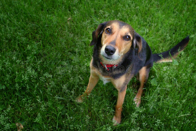 Mutt stock image. Image of mixed, love, soulful, adopt - 1487343