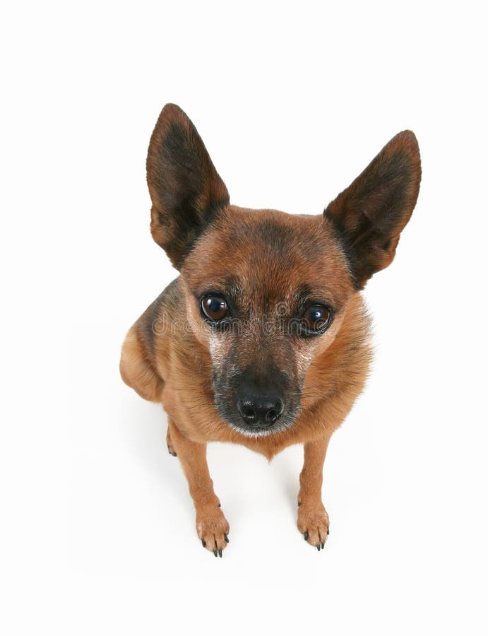 Trio stock photo. Image of terrier, mutt, pouting, chihuahua - 2548684