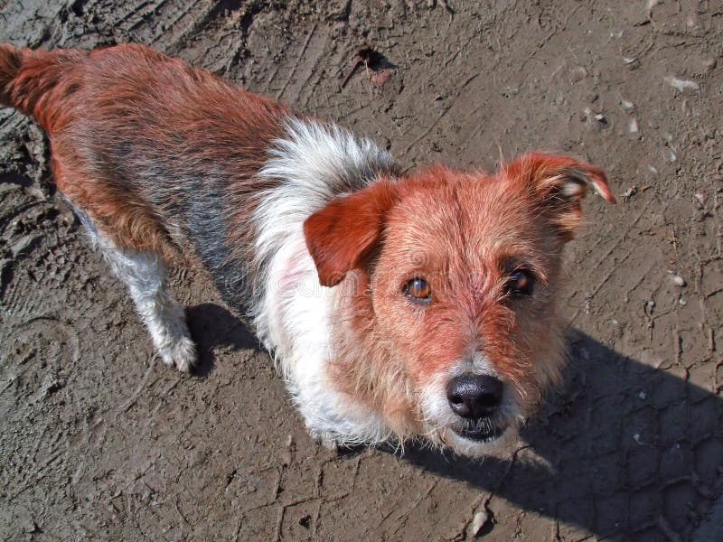 Mutt dog stock image. Image of mammal, muzzle, fauna - 13383929