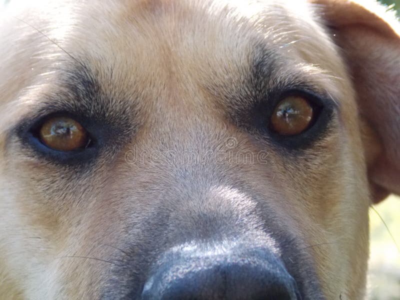 Mutt dog`s eyes stock photo. Image of nature, eyes, canine - 176612932