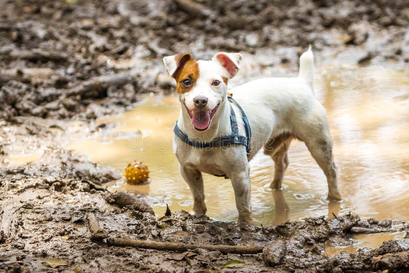 To a Dog Digging a Hole is Great Fun Stock Image - Image of ears ...
