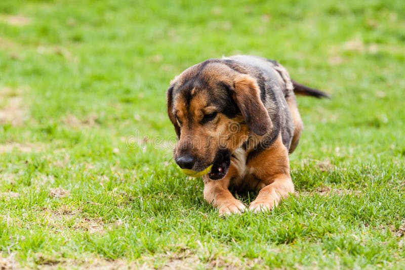 Mutt of Puppy German Shepherd Dog Stock Image - Image of looking, grass ...
