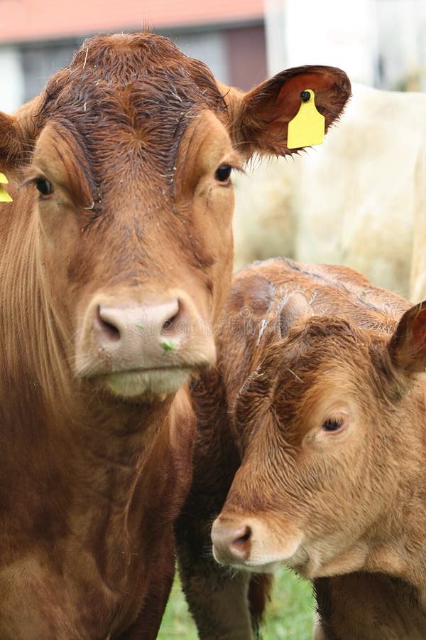 Mutter Cow with Her Baby Calb Stock Image - Image of mother, young ...