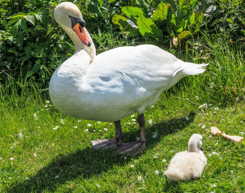 Baby Schwan Archivbilder - Abgabe des Download-290 geben Fotos frei
