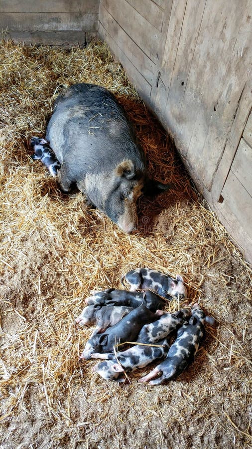 Babyferkel mit Mutter stockfoto. Bild von person, denkmal - 187100554