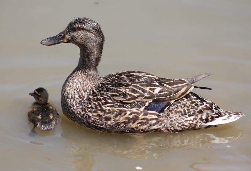 Mutter-und Baby-Ente stockfoto. Bild von bauernhof, wildnis - 43523486