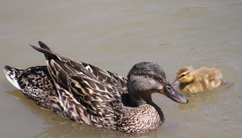 Mutter-und Baby-Ente stockfoto. Bild von bauernhof, wildnis - 43523486