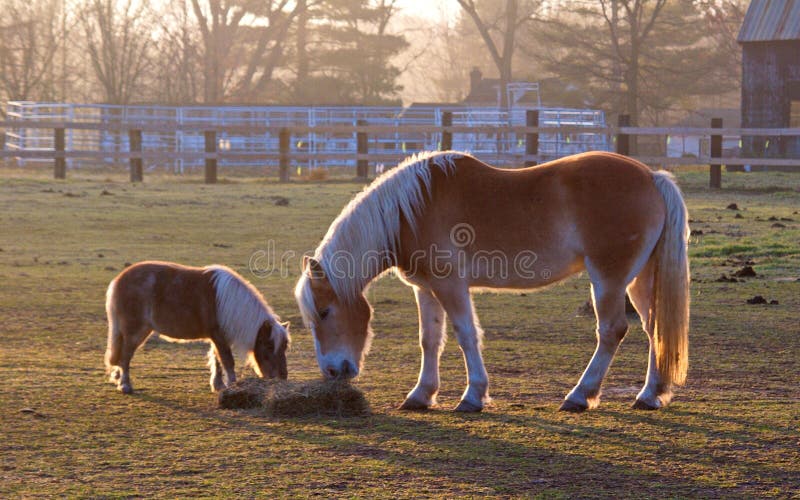 Mutter-und Baby-Pferd, Das Heu Isst Stockbild - Bild von abend, pfosten ...