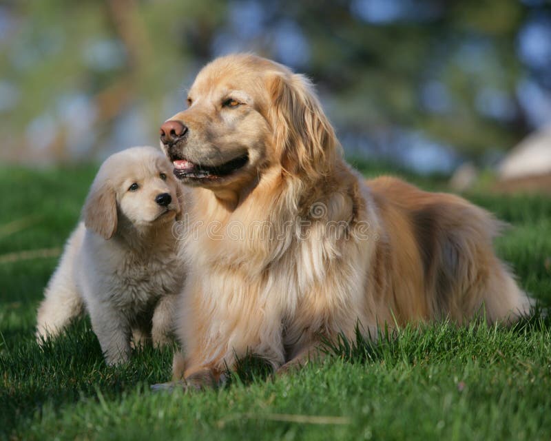 Mutterhund und -welpe stockfoto. Bild von welpe, sommer - 37540980