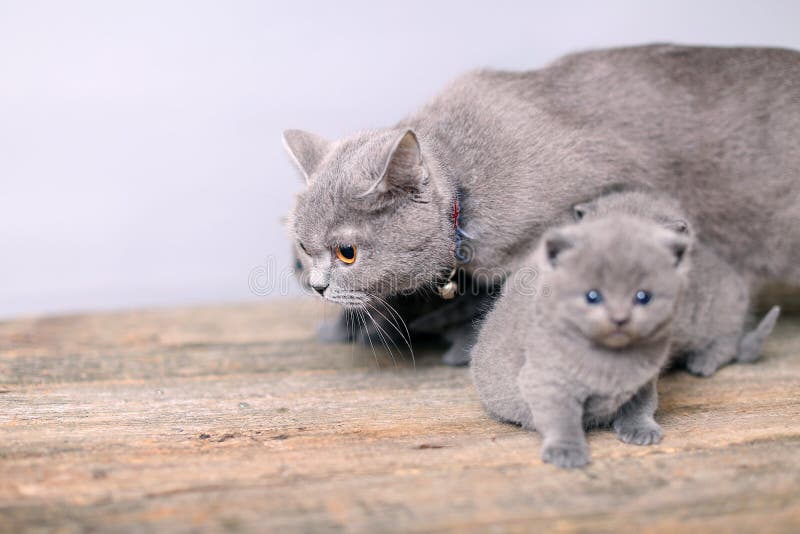 Mutterkatze mit ihrem Baby stockbild. Bild von hintergrund - 73550671