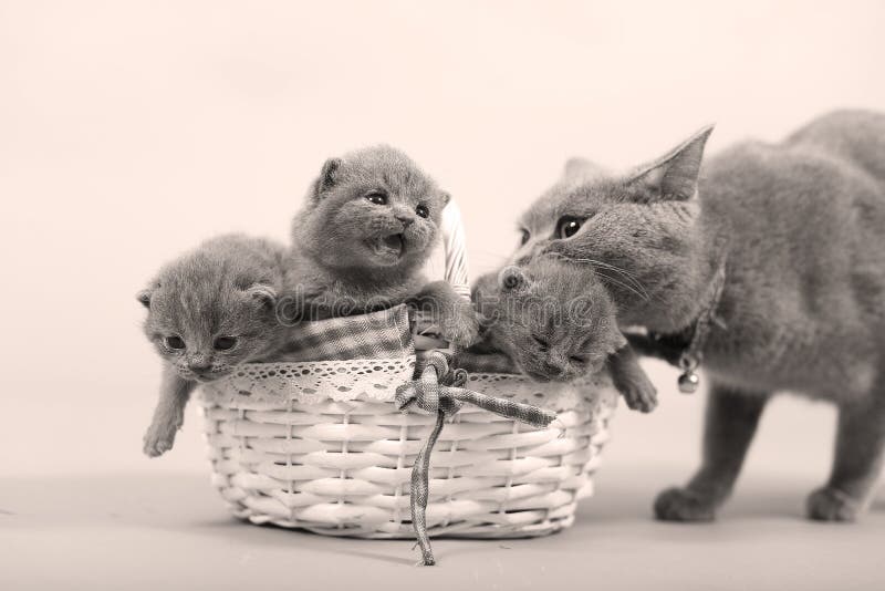 Mutter-Katze Und Kleines Kätzchen Stockfoto - Bild von katze, mutter ...