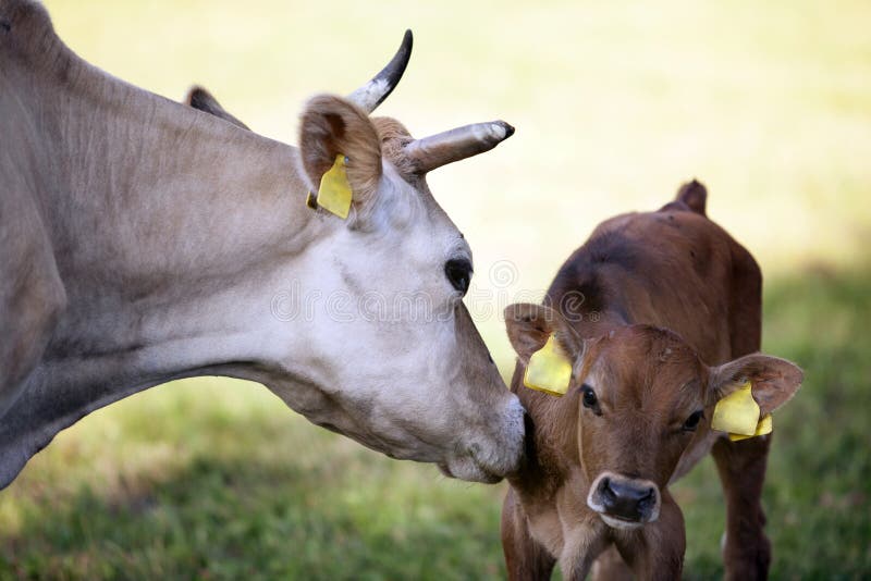 Mutter-Kuh Und Kalb In Einer Wiese Stockbild - Bild von zaun ...