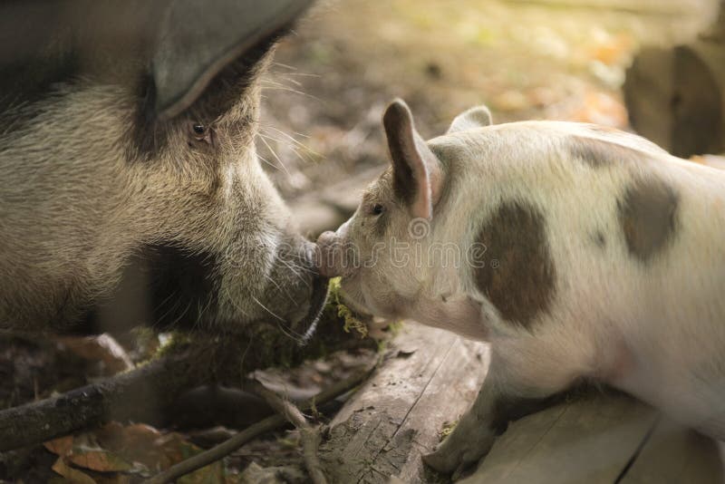 Mutterschwein Und Babyferkel Stockbild - Bild von obacht, mutter: 123176285
