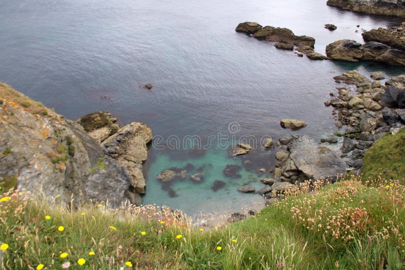 Mutton Cove, Cornwall. stock image. Image of cliffs, flower - 95775061