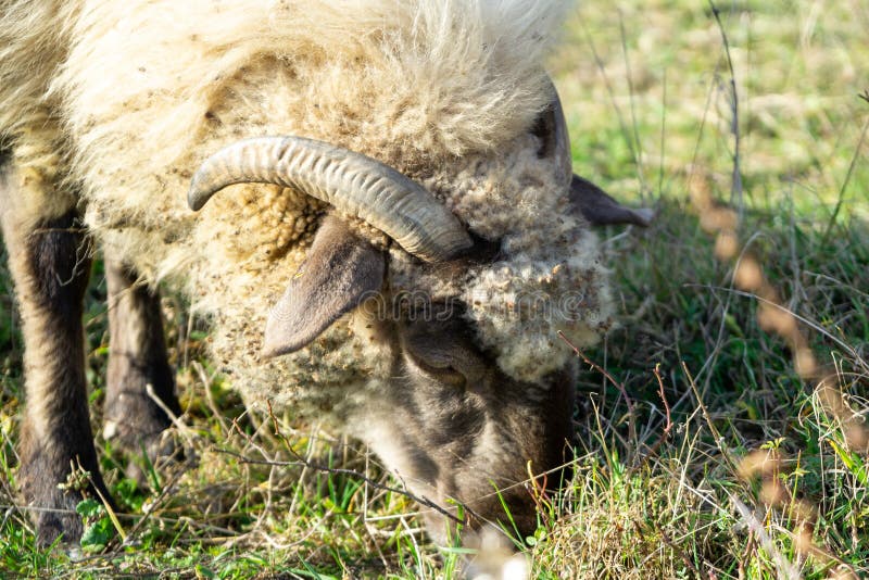 Mutton Head with Horns Eating Grass on the Meadow. Stock Photo - Image ...
