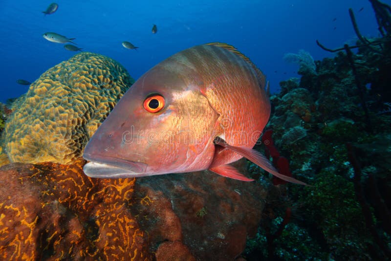 Schoolmaster and Mahogany Snapper Stock Image - Image of caribbean ...