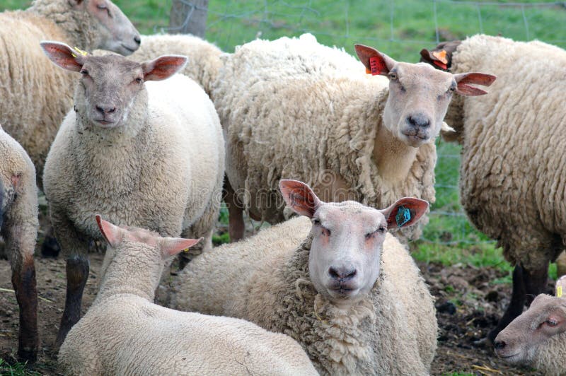 Muttons stock image. Image of farm, agriculture, white - 1028905