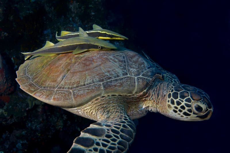 Mutualism relationship stock photo. Image of tropical - 12851416