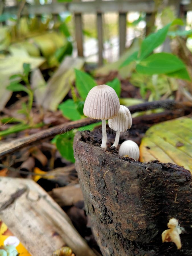 Muy Lindo Hongo En El Patio Foto de archivo - Imagen de seta, hongo ...