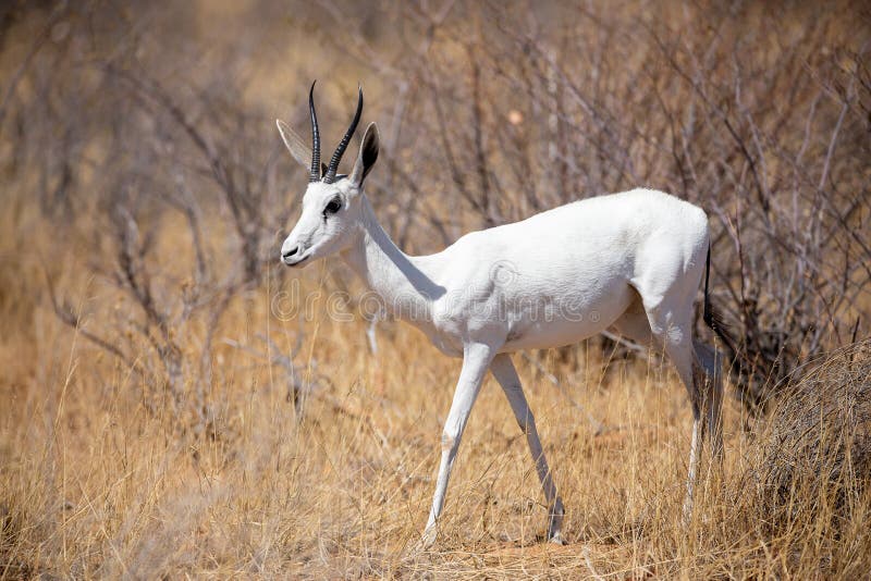 Muy Raro Albino Springbok Etosha Parque Nacional Namibia Imagen de ...